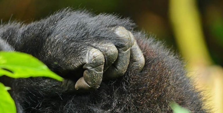 Social Behavior Among the Gorillas | Facts About Mountain Gorillas