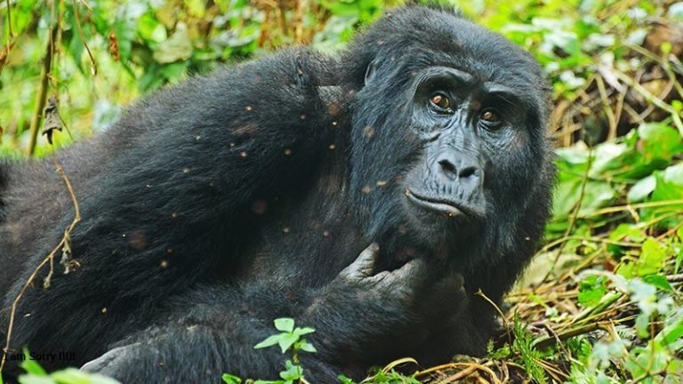 Physical Description of a Gorilla | How a Mountain Gorilla Looks Like
