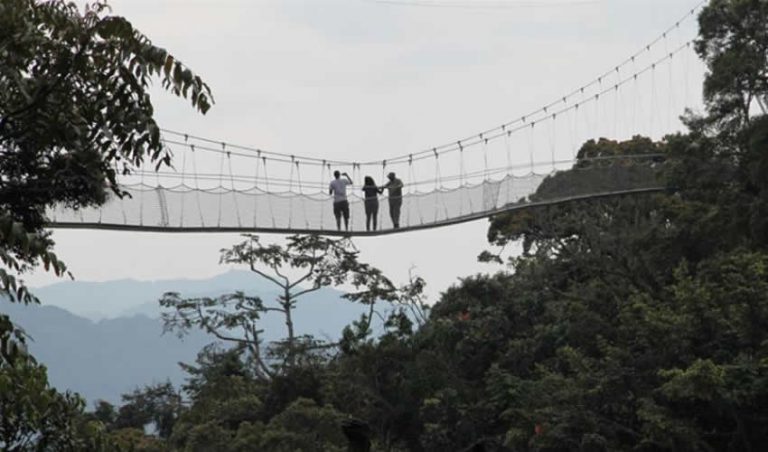 Nyungwe Forest Canopy Walk Experience | Rwanda Safari Tours.