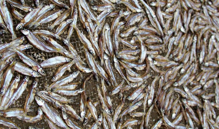 Fishing in Rwandan Lakes | Rwanda Eco Company and Safaris.