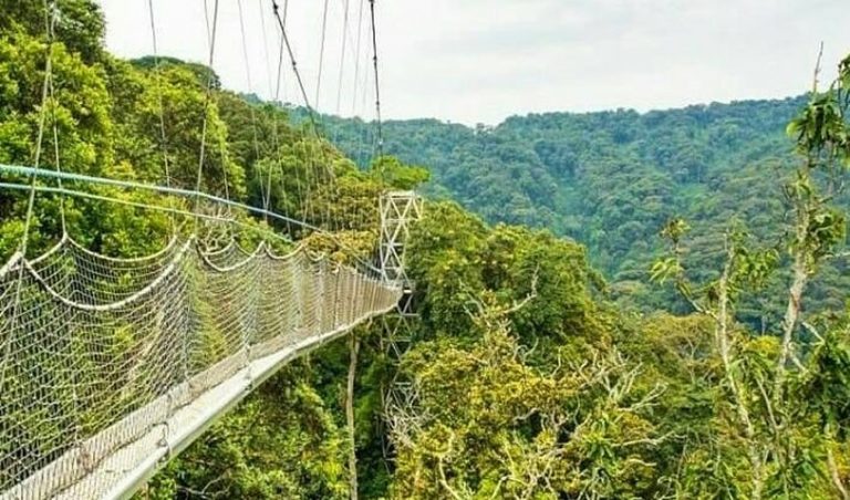 The Ultimate Guide to Visiting Nyungwe National Park.