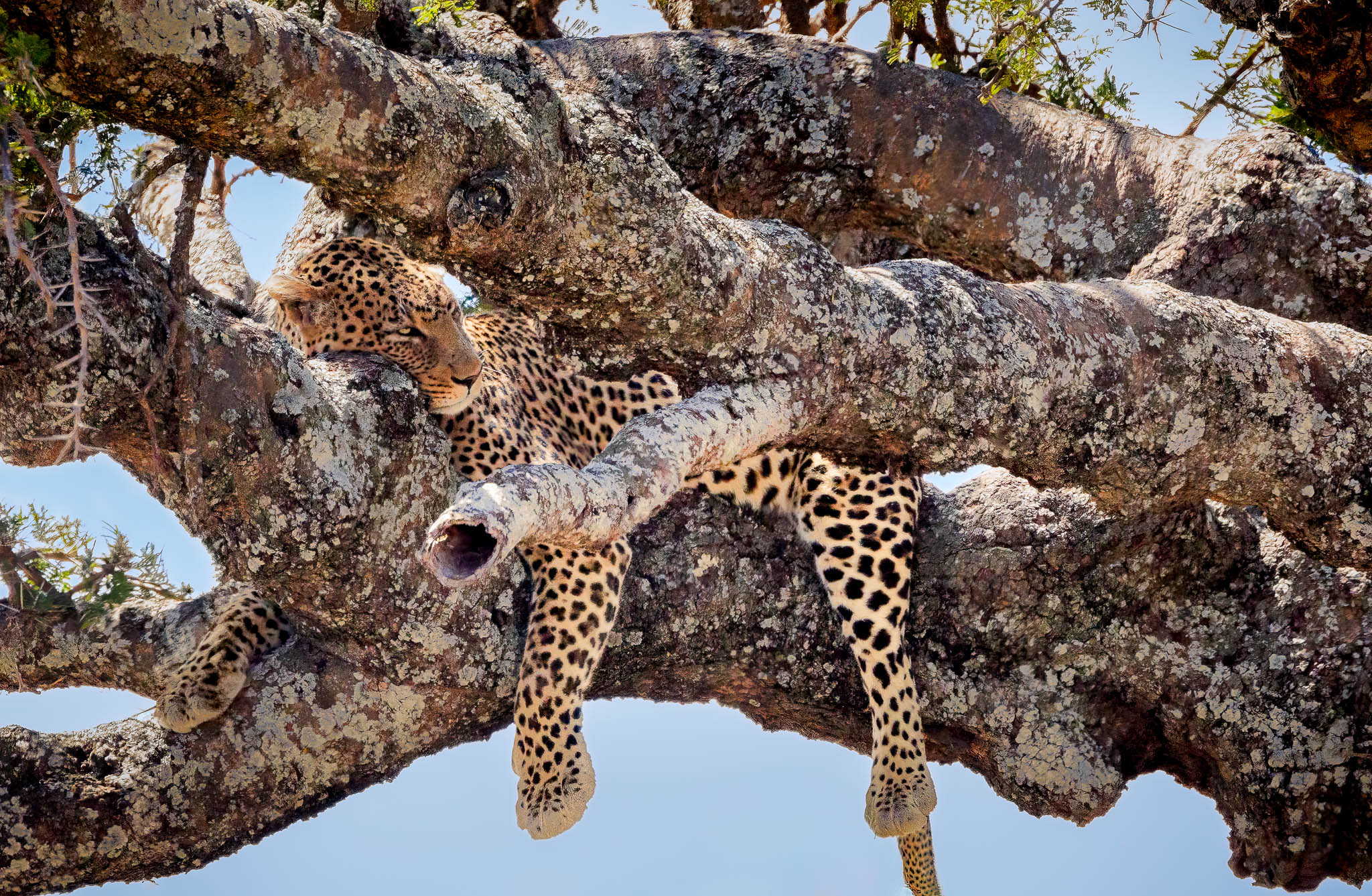 East Africa combined Tours , Rwanda safaris, Tanzania Safaris